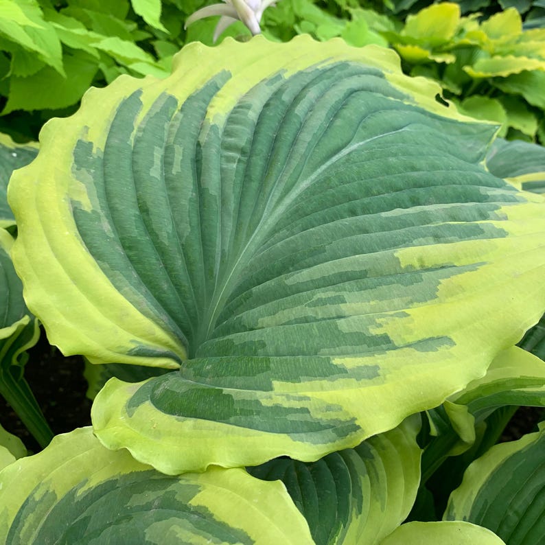 Hosta DROP-DEAD GORGEOUS Large Wavy Majestic Gold Yellow Flowers New ...