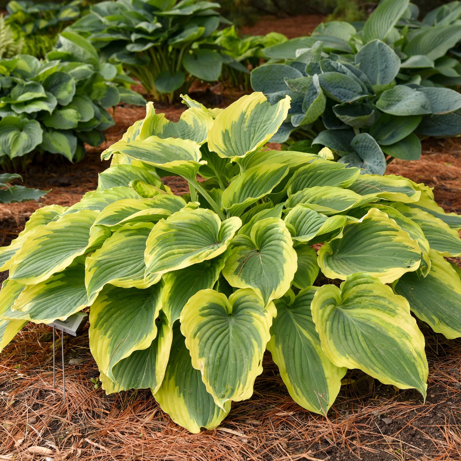 Hosta TRENDSETTER Small Pot Wavy Yellow Colorful Ruffled Disease-free ...