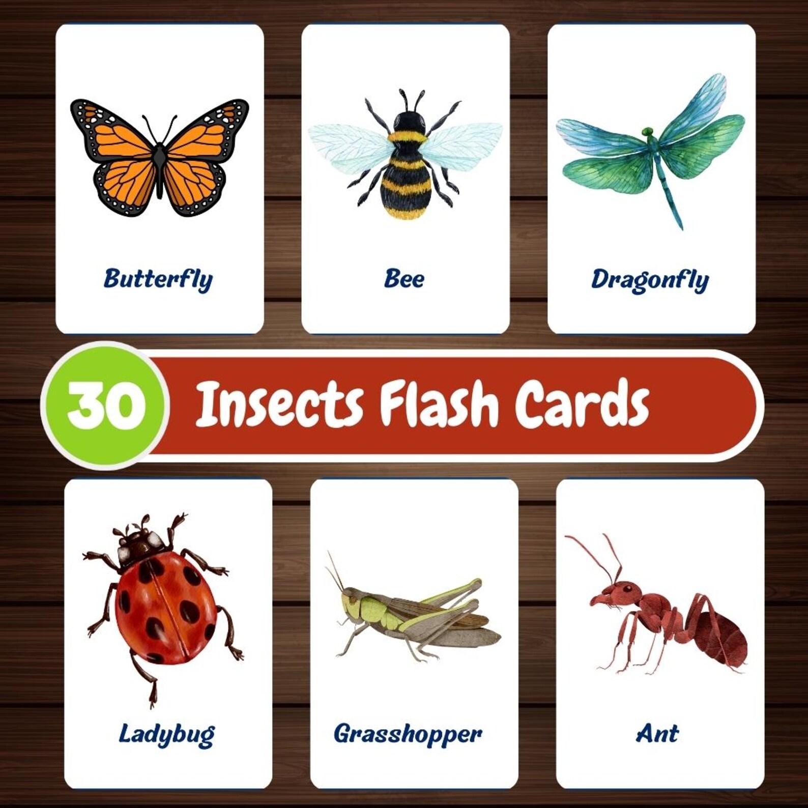 30 Insects Flashcards, Montessori Flashcards, Homeschool Activities ...