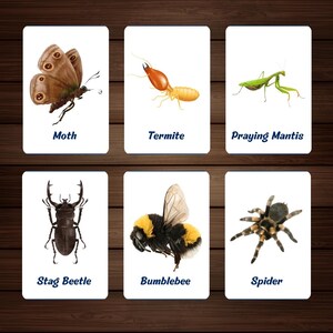 30 Insects Flashcards, Montessori Flashcards, Homeschool Activities ...