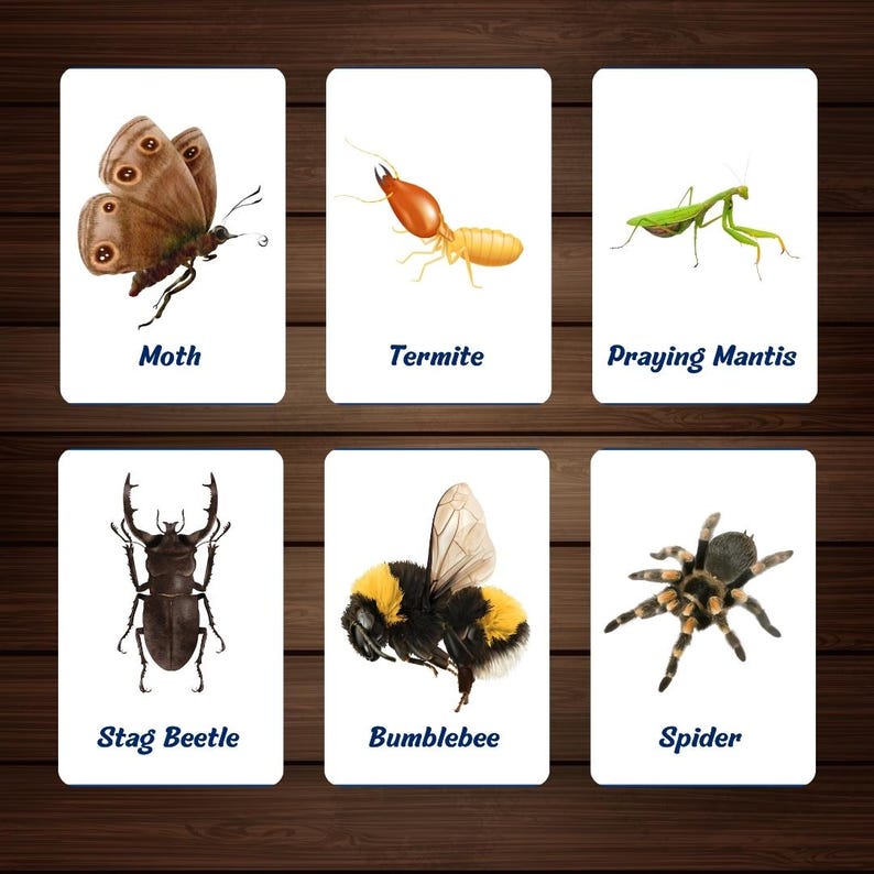30 Insects Flashcards, Montessori Flashcards, Homeschool Activities ...