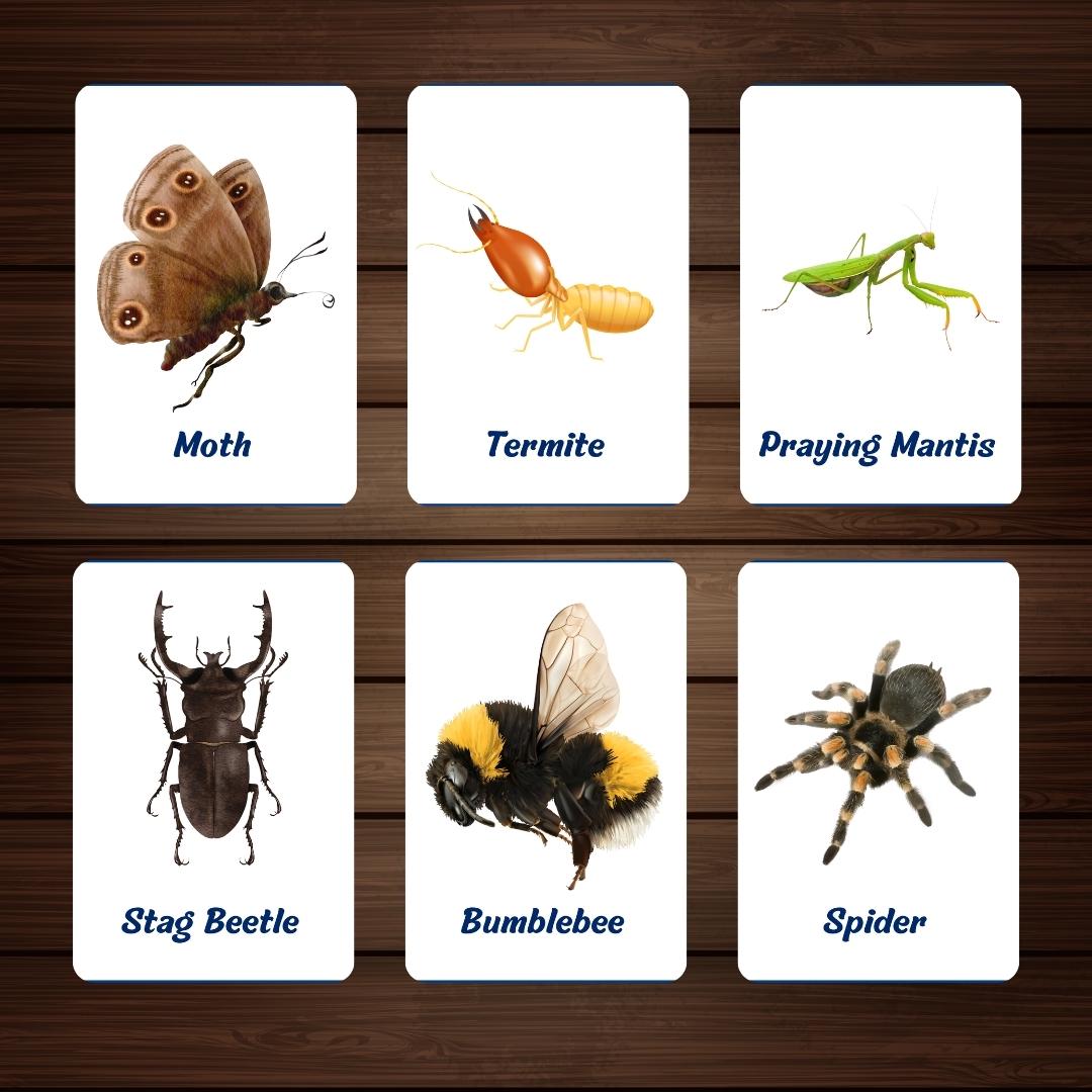 30 Insects Flashcards, Montessori Flashcards, Homeschool Activities ...