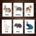 30 Farm Animals Flash Cards | Printable Educational Cards for Kids ...