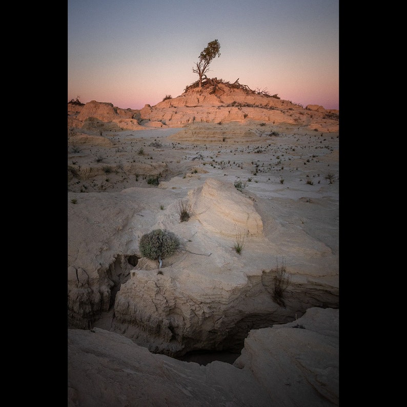 Desert Sunset Photo, Lonely Tree Among the Sand Dunes Landscape ...