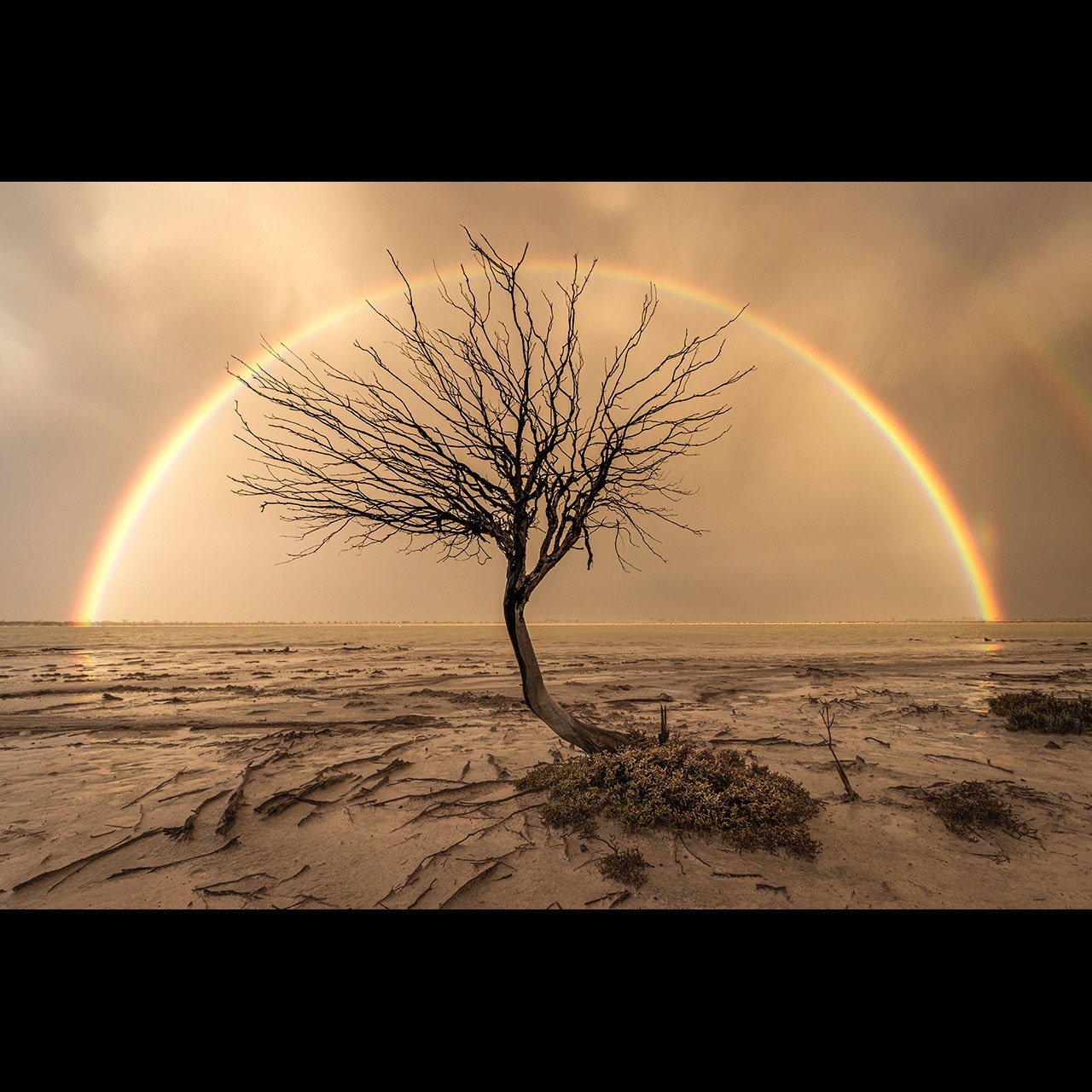 Rainbow Above a Tree Photo, Digital Print of a Beautiful Sunset Rainbow ...
