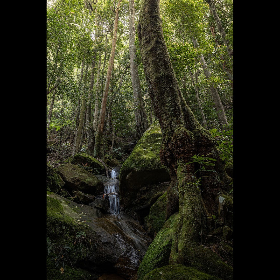 Rainforest Photo, Digital Print of a Rippling Brook in a Quiet ...