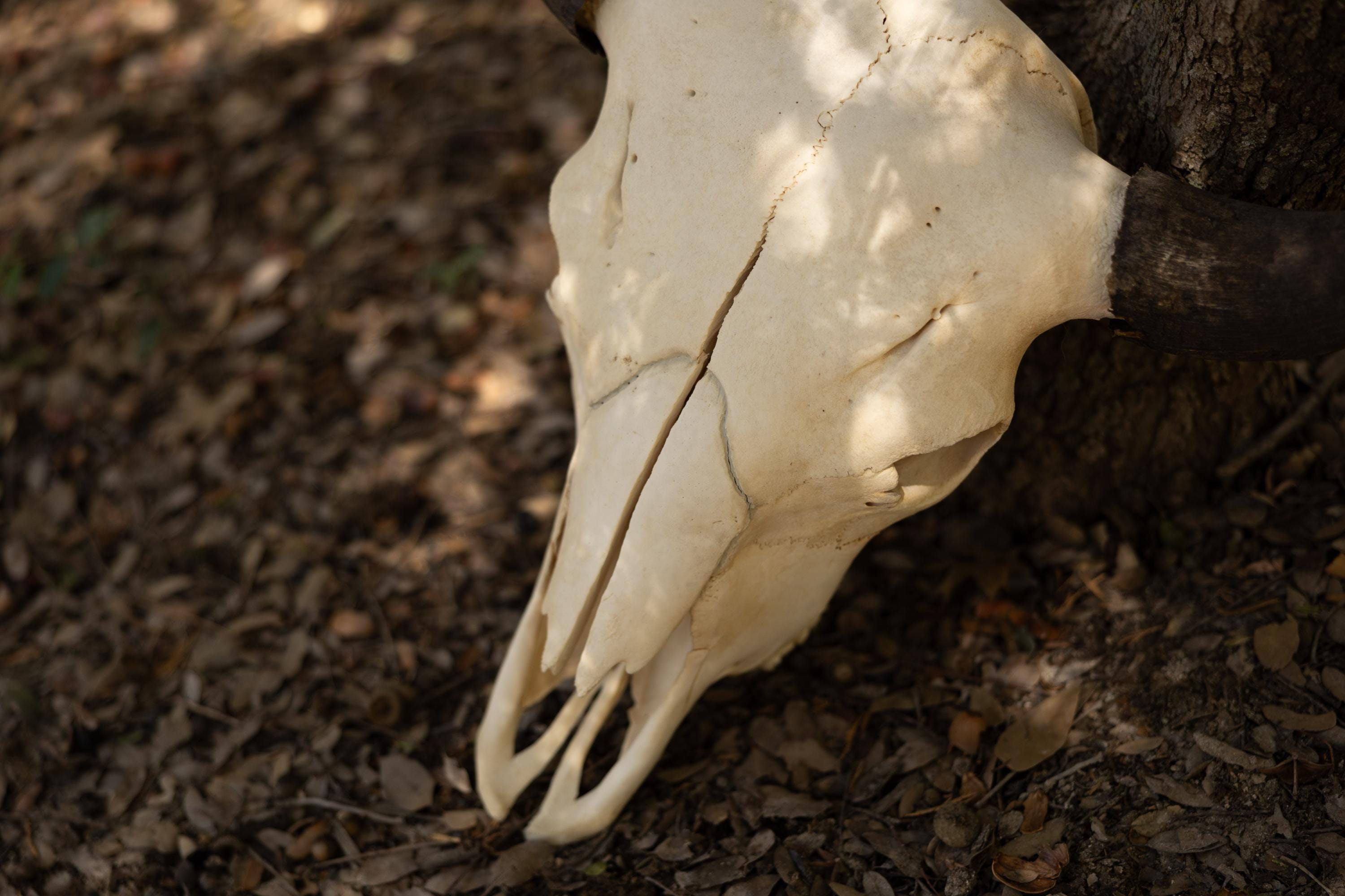 Buffalo Skull, Bison Skull, Buffalo Head, Buffalo, Raw Skull, Natural ...