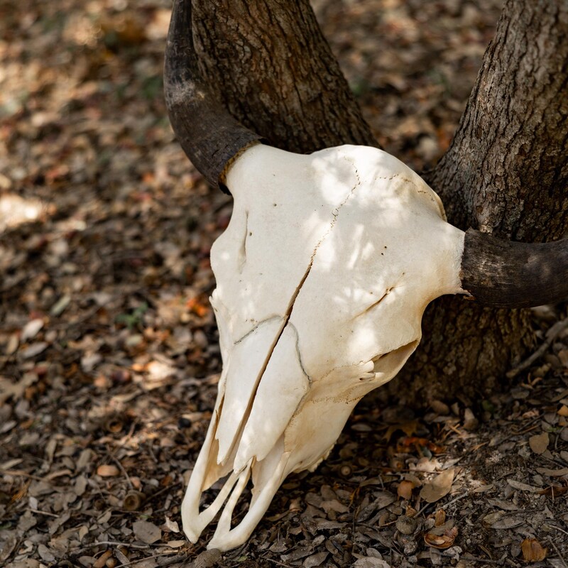 Real Cow Skull - Etsy