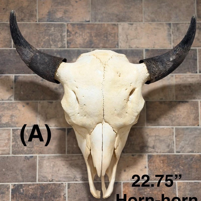 Animal Bison Skull - Etsy