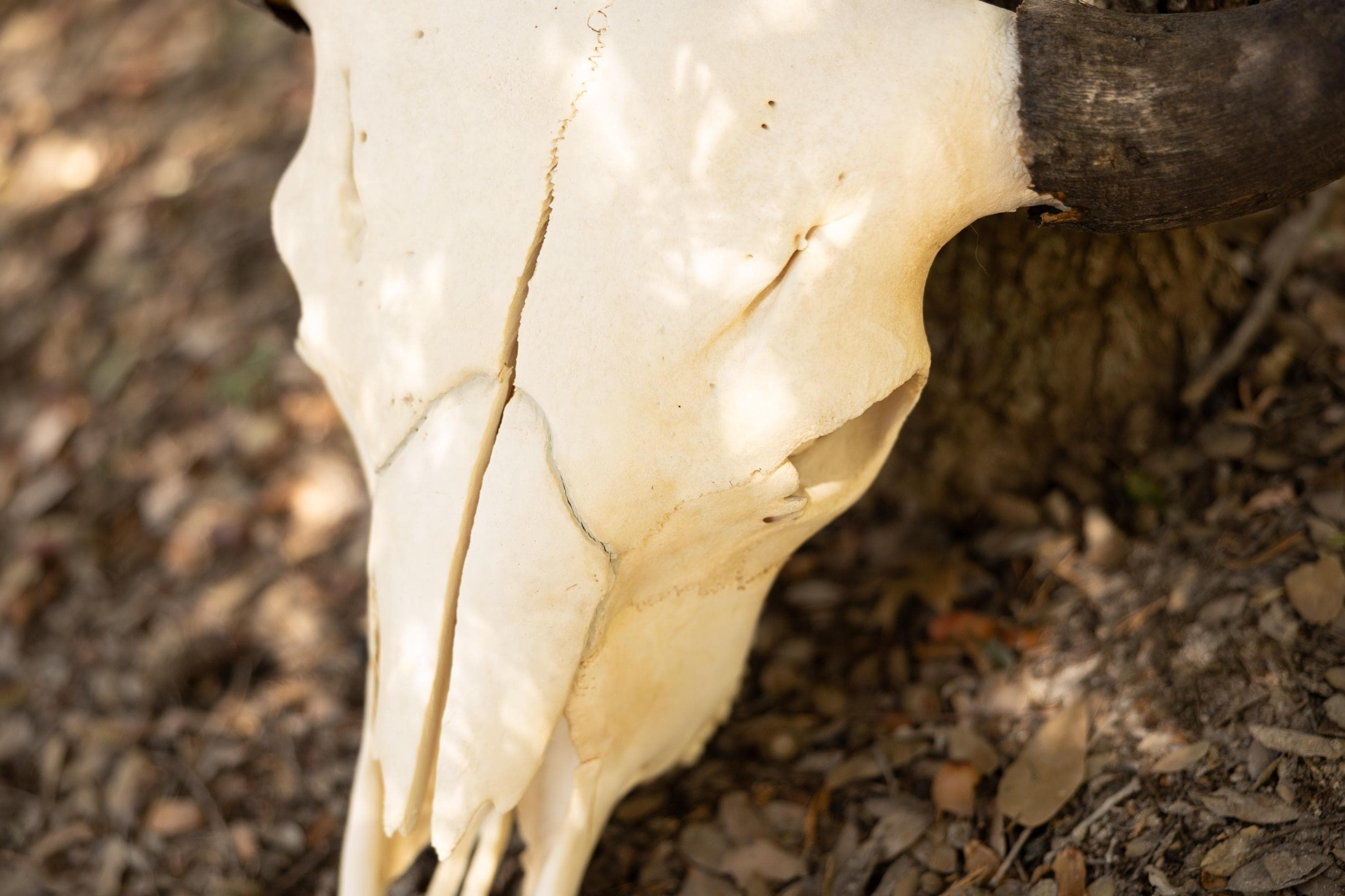 Buffalo Skull, Bison Skull, Buffalo Head, Buffalo, Raw Skull, Natural ...