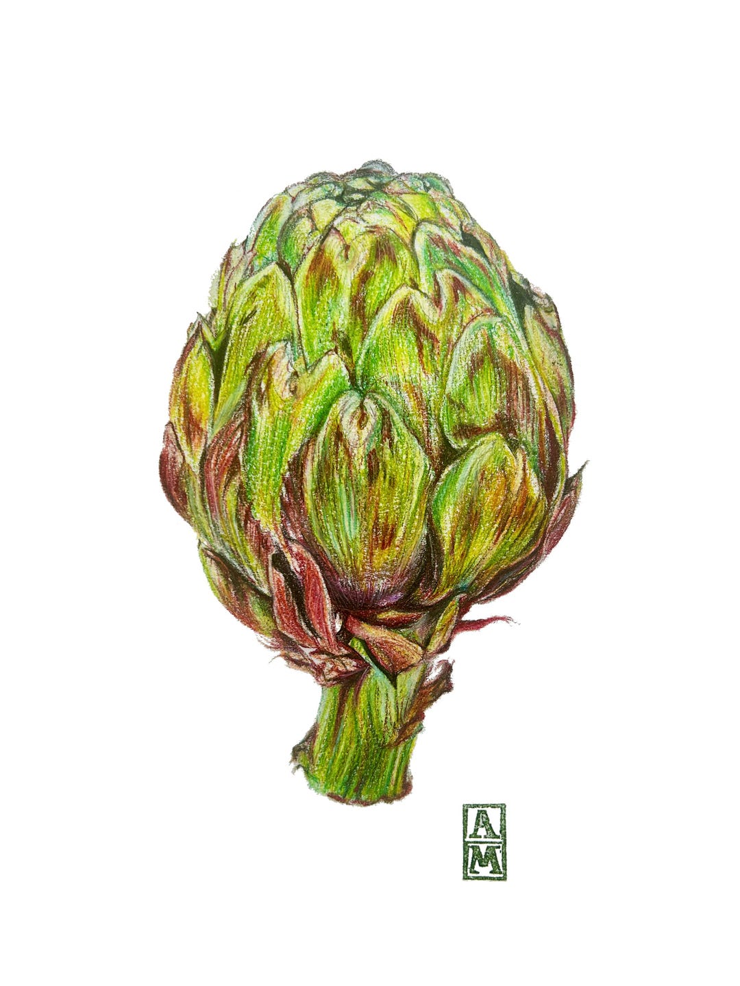 Artichoke Coloured Pencil Drawing Print - Etsy