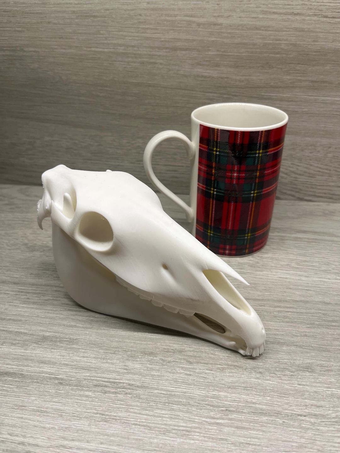 7 Inch Horse Skull (3D Printed PLA Plastic) - Etsy