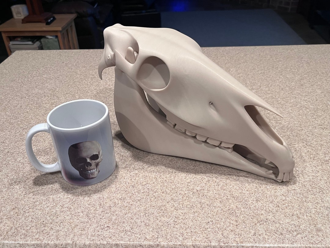 Extra Large 3D Printed Horse Skull: PLA Plastic, 12-inch - Etsy