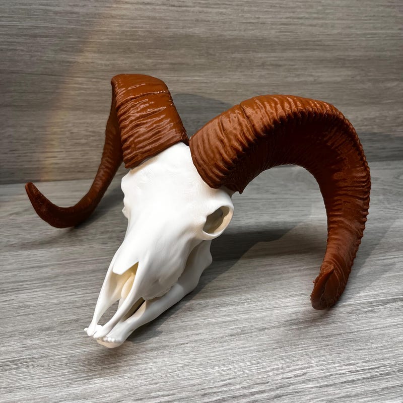 Sheep Skull - Etsy