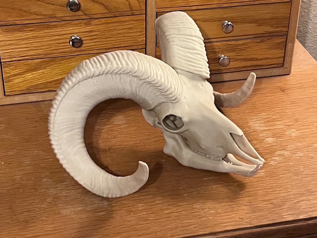 10 Inch 3D Printed Bighorn Sheep Skull - Etsy
