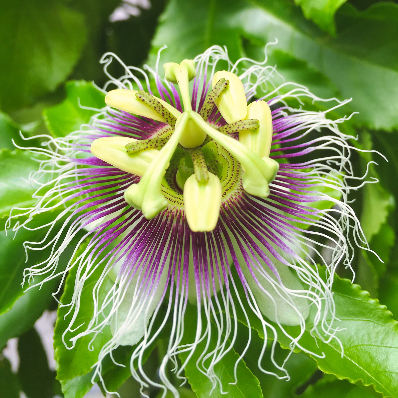 10 Purple Passion Fruit Cuttings - Etsy