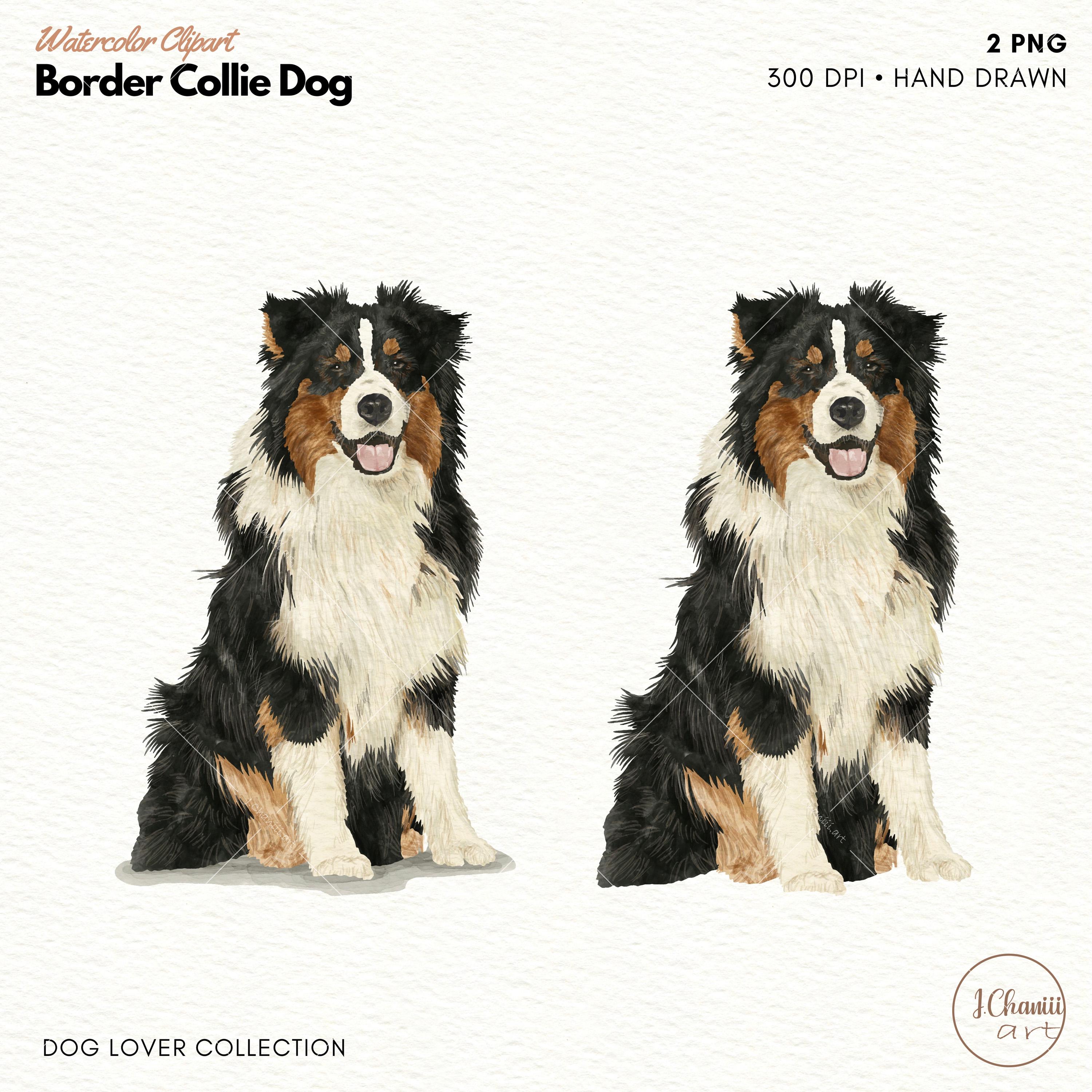 Border Collie Clipart, Watercolor Dog, Hand-painted Graphic, Dog With ...