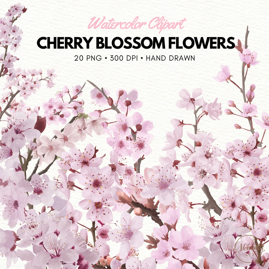 Watercolor Cherry Blossom Clipart, Sakura Clipart, Floral Branches ...