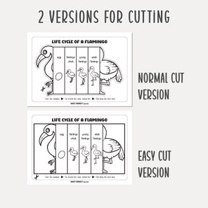 Bird Life Cycle Foldable | Bundle Life Cycle | Chicken Turkey Eagle ...