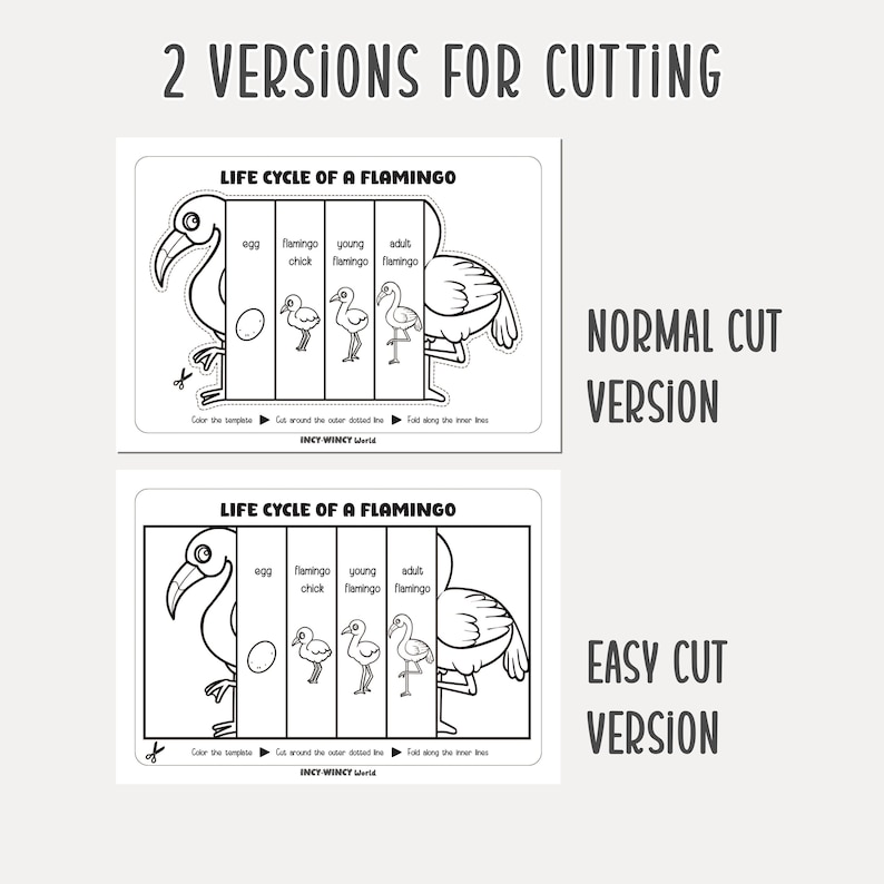 Bird Life Cycle Foldable | Bundle Life Cycle | Chicken Turkey Eagle ...