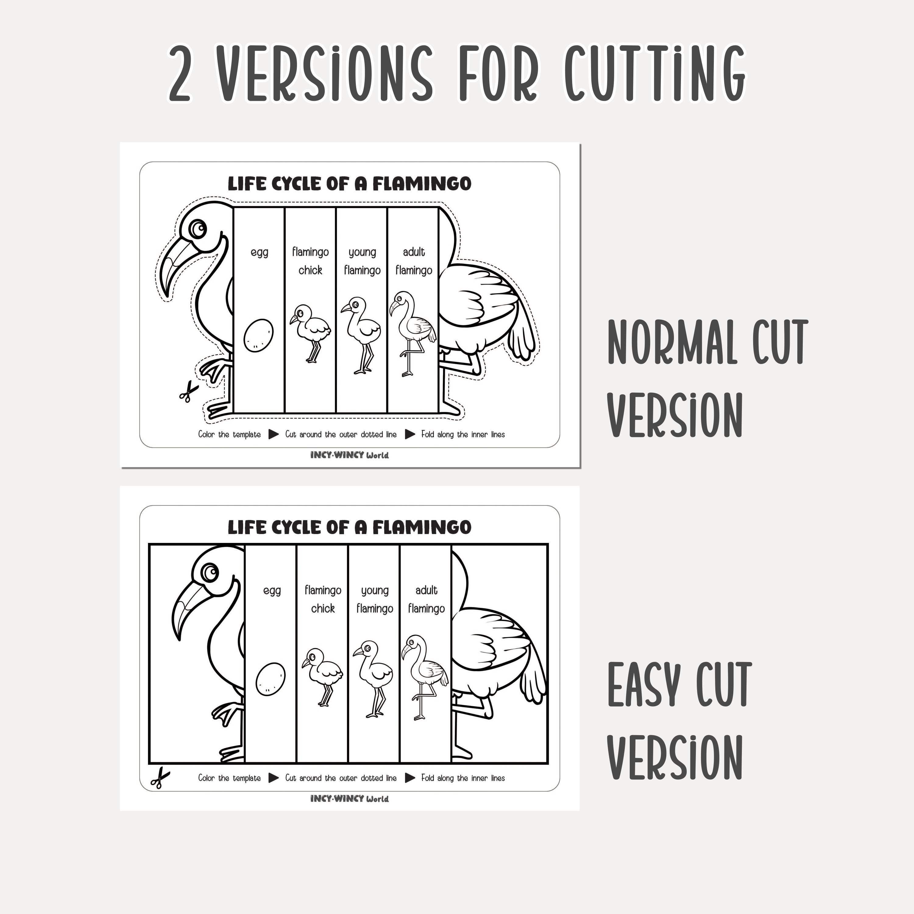 Bird Life Cycle Foldable | Bundle Life Cycle | Chicken Turkey Eagle ...