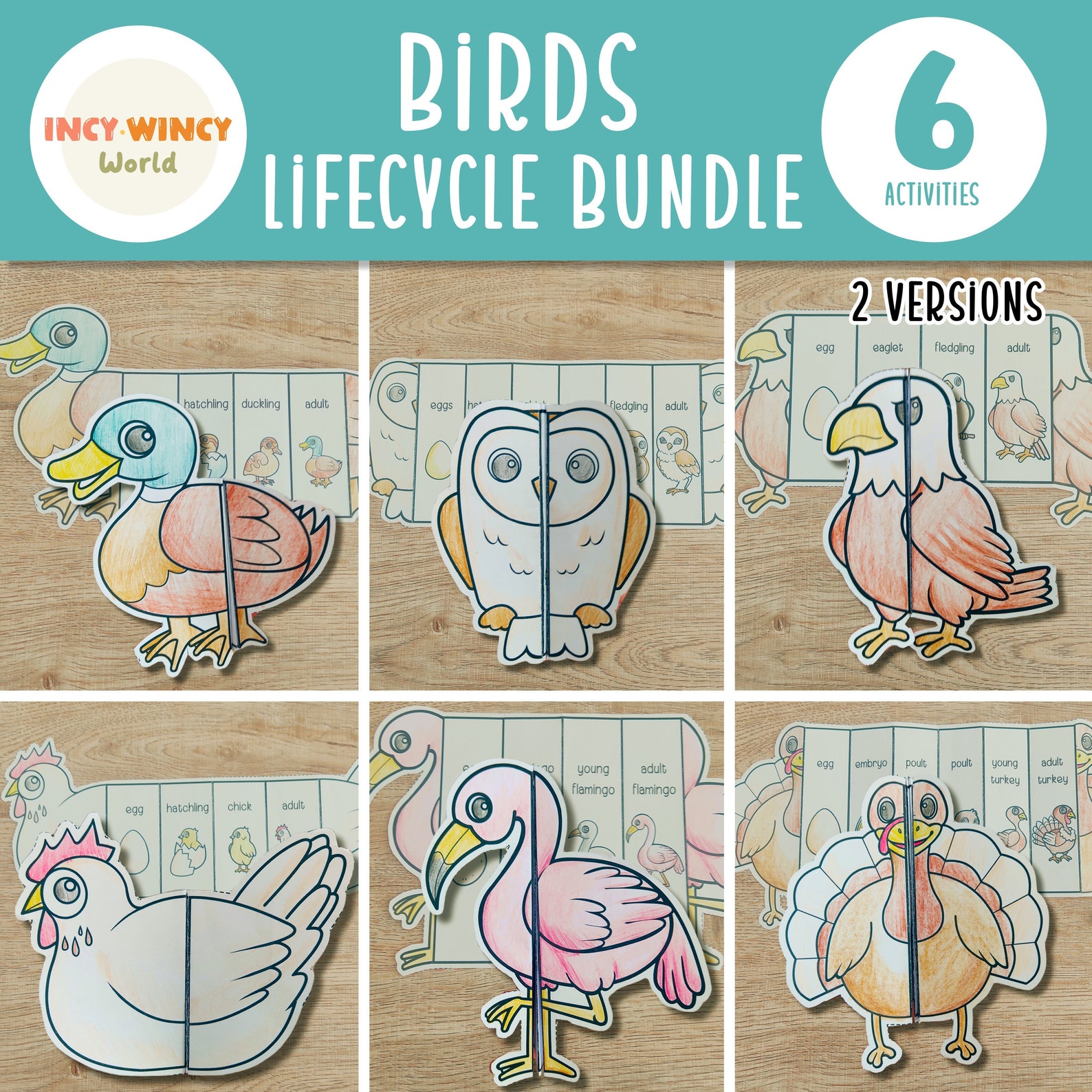 Bird Life Cycle Foldable | Bundle Life Cycle | Chicken Turkey Eagle ...