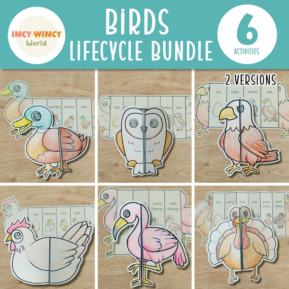 Bird Life Cycle