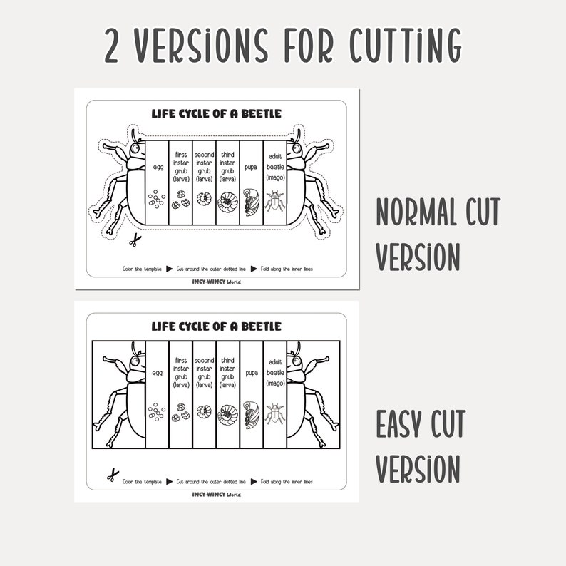 Insect Life Cycle Foldable | Bundle Life Cycle | Butterfly Beetle Bee ...