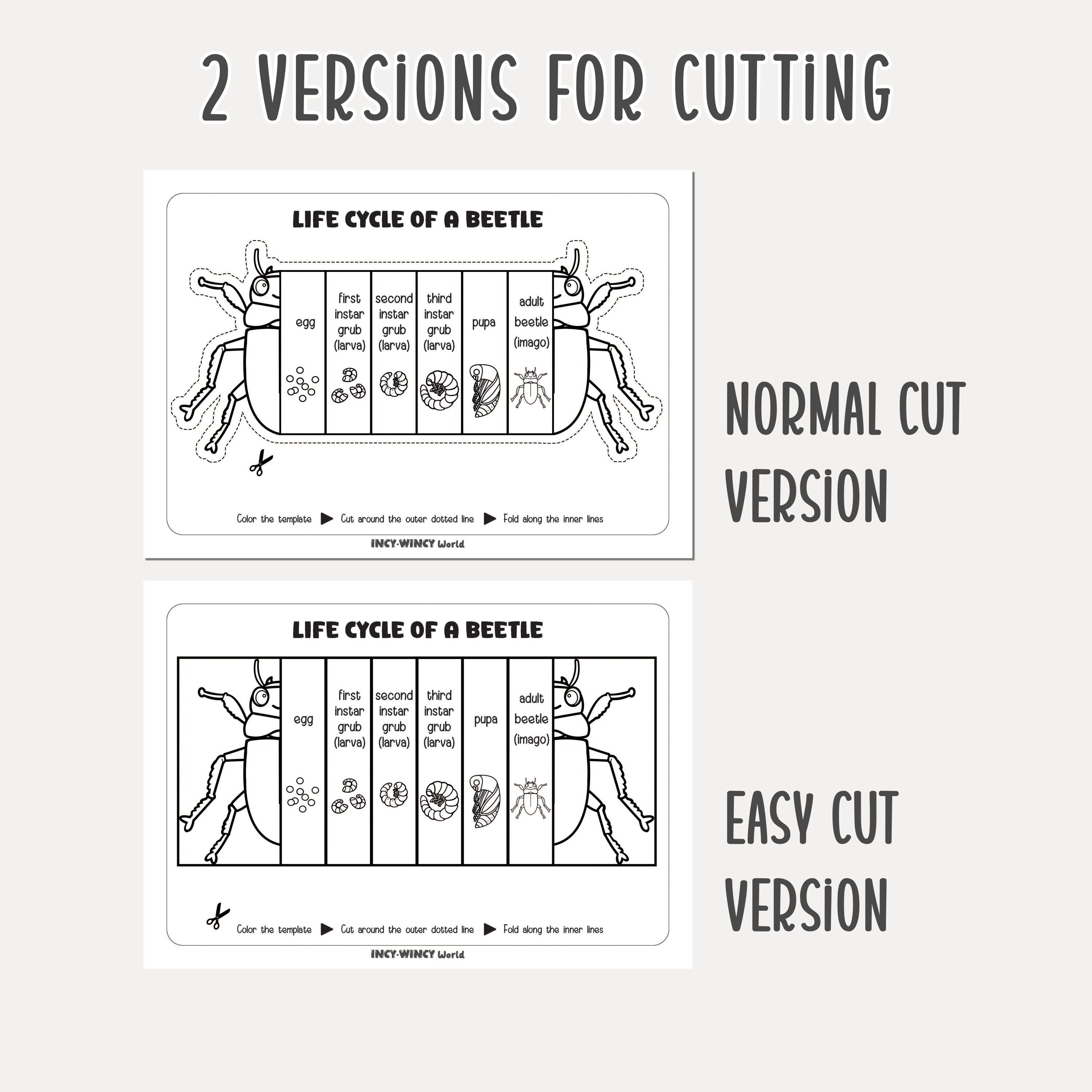 Insect Life Cycle Foldable | Bundle Life Cycle | Butterfly Beetle Bee ...