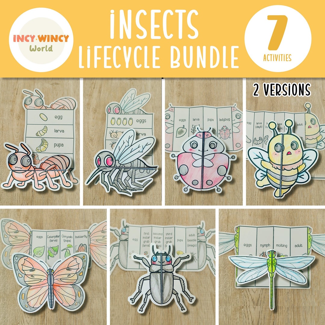 Insect Life Cycle Foldable | Bundle Life Cycle | Butterfly Beetle Bee ...