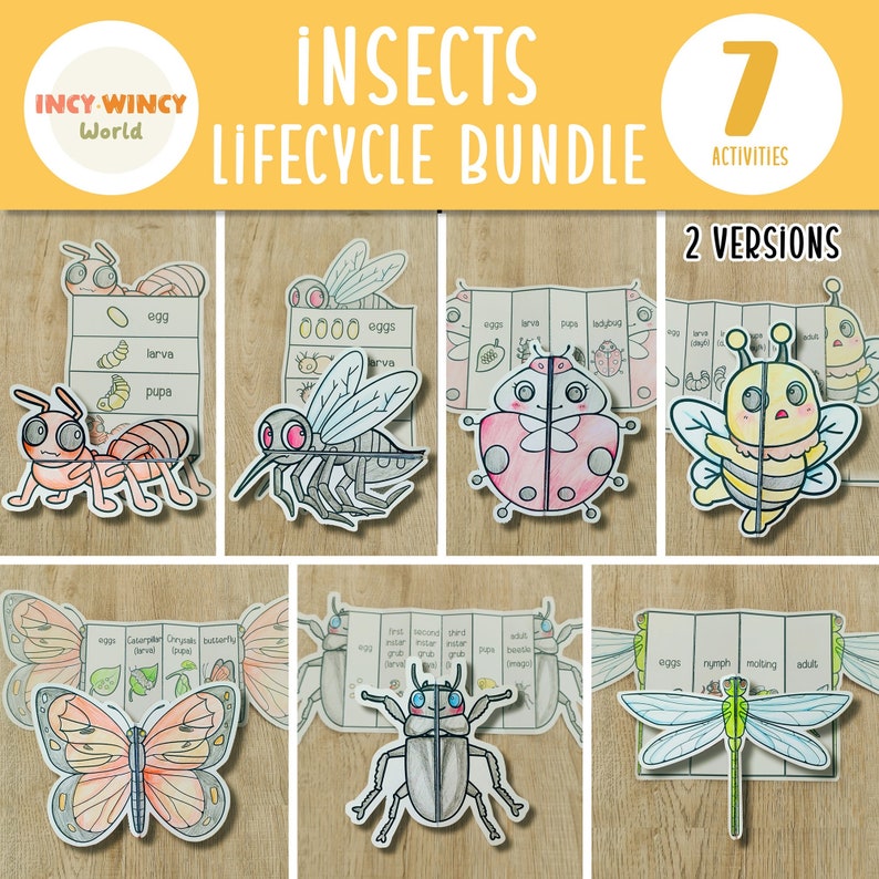 Insect Life Cycle Foldable | Bundle Life Cycle | Butterfly Beetle Bee ...