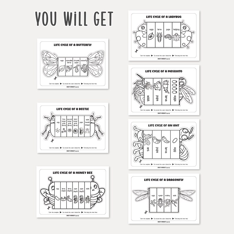 Insect Life Cycle Foldable | Bundle Life Cycle | Butterfly Beetle Bee ...
