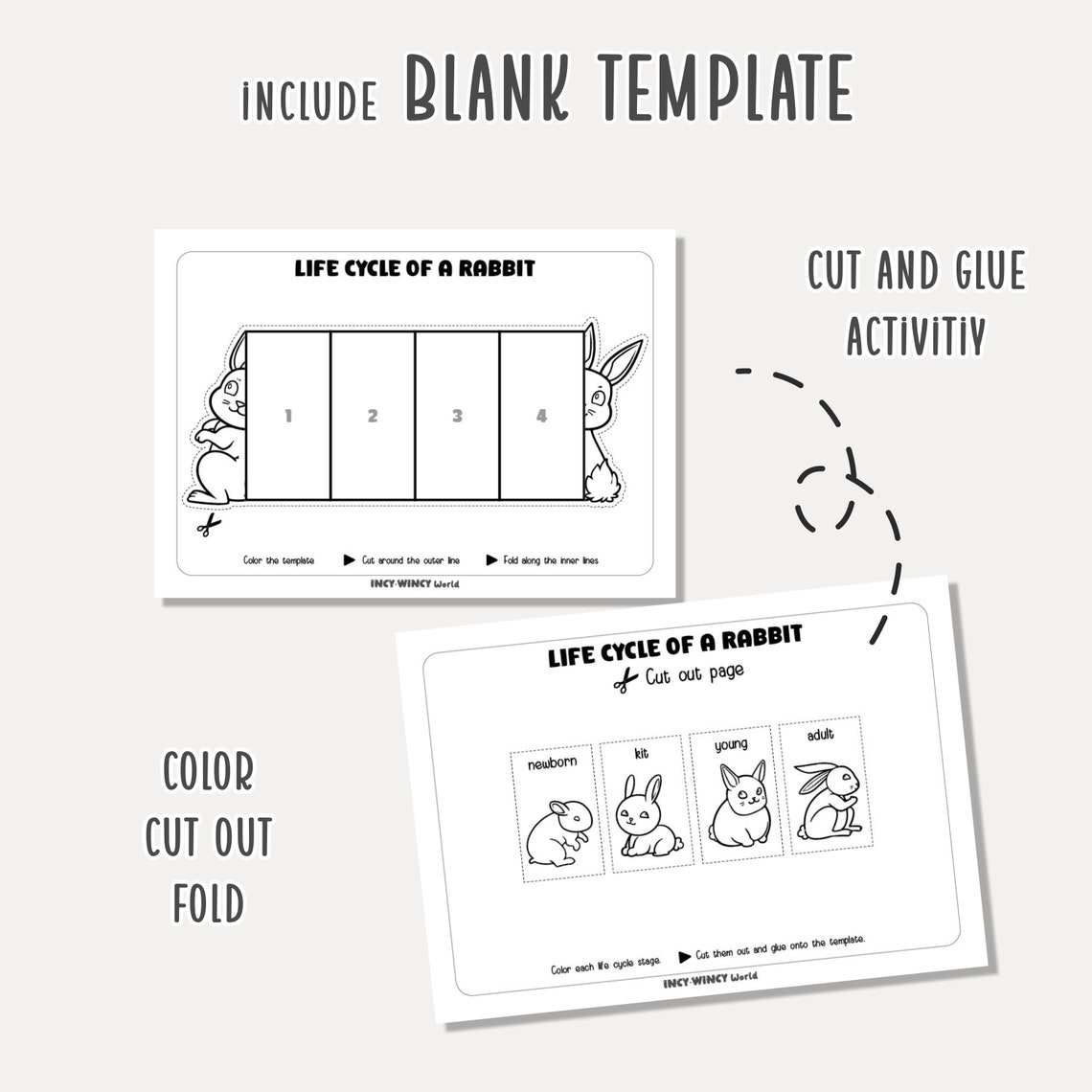 Mammal Life Cycle Foldable | Bundle Life Cycle | Sheep Bat Cat Cow Deer ...