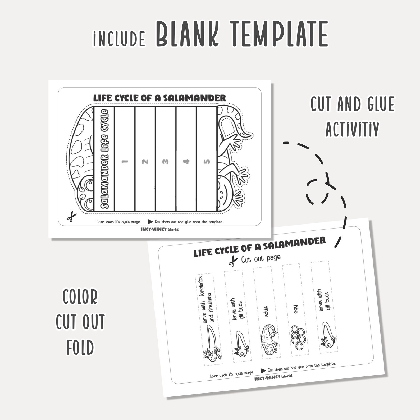 Amphibian & Reptile Life Cycle Foldable | Bundle Life Cycle | Dinosaur ...