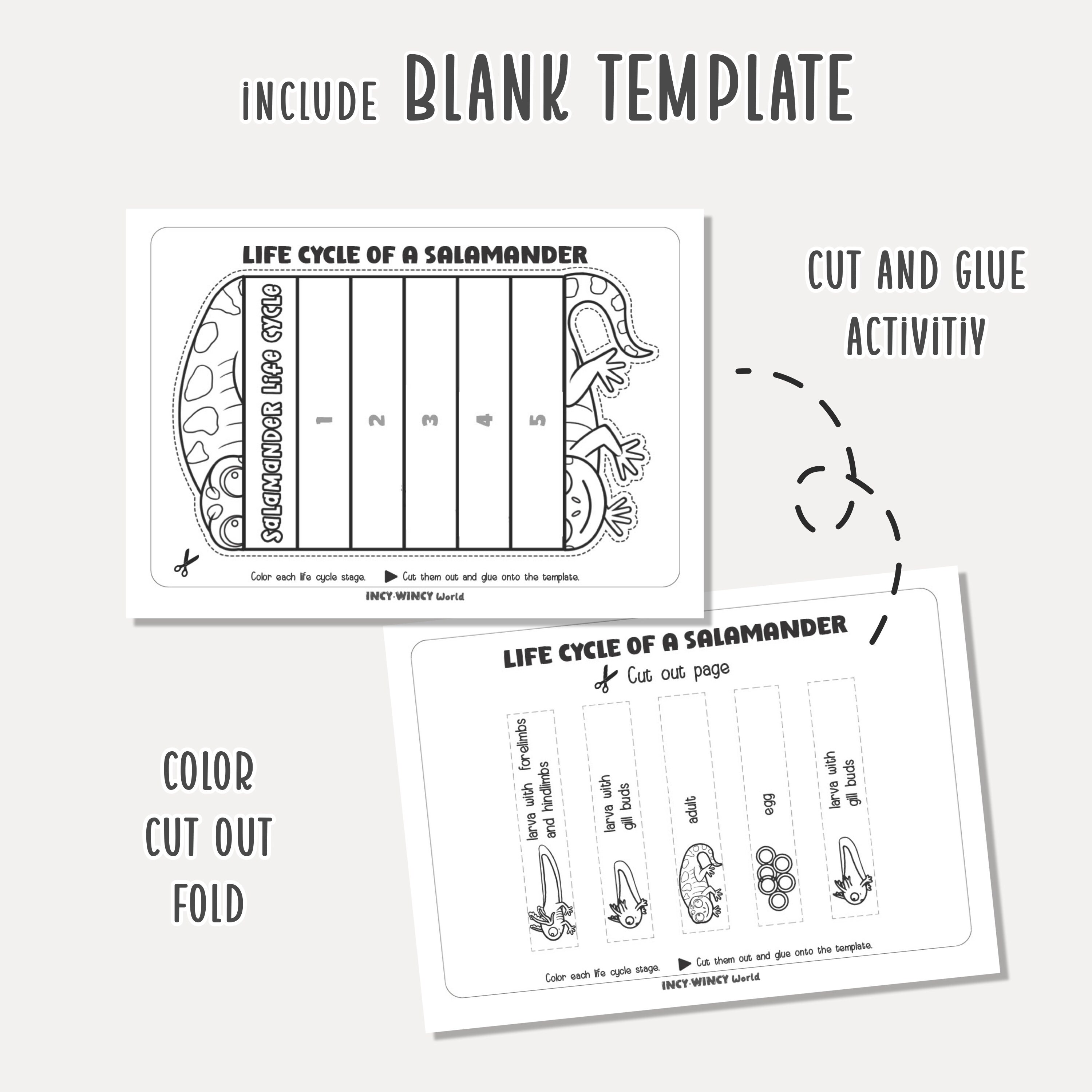 Amphibian & Reptile Life Cycle Foldable | Bundle Life Cycle | Dinosaur ...