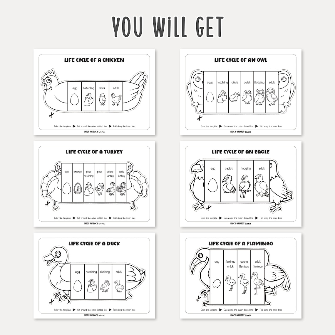 Bird Life Cycle Foldable | Bundle Life Cycle | Chicken Turkey Eagle ...