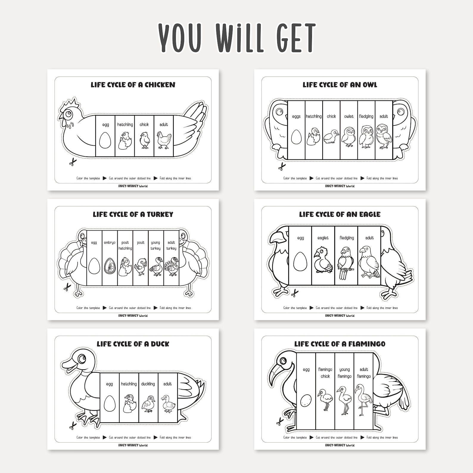 Bird Life Cycle Foldable | Bundle Life Cycle | Chicken Turkey Eagle ...