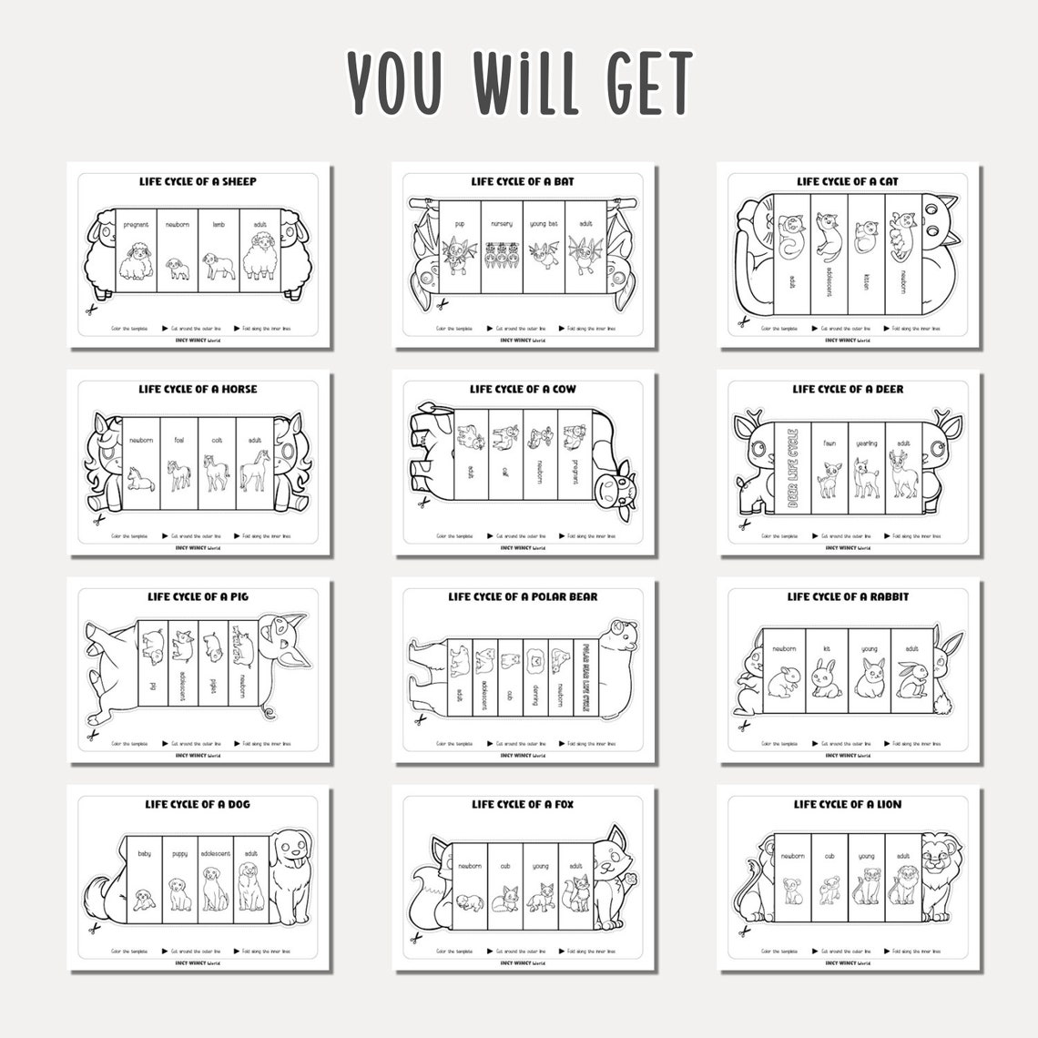 Mammal Life Cycle Foldable | Bundle Life Cycle | Sheep Bat Cat Cow Deer ...