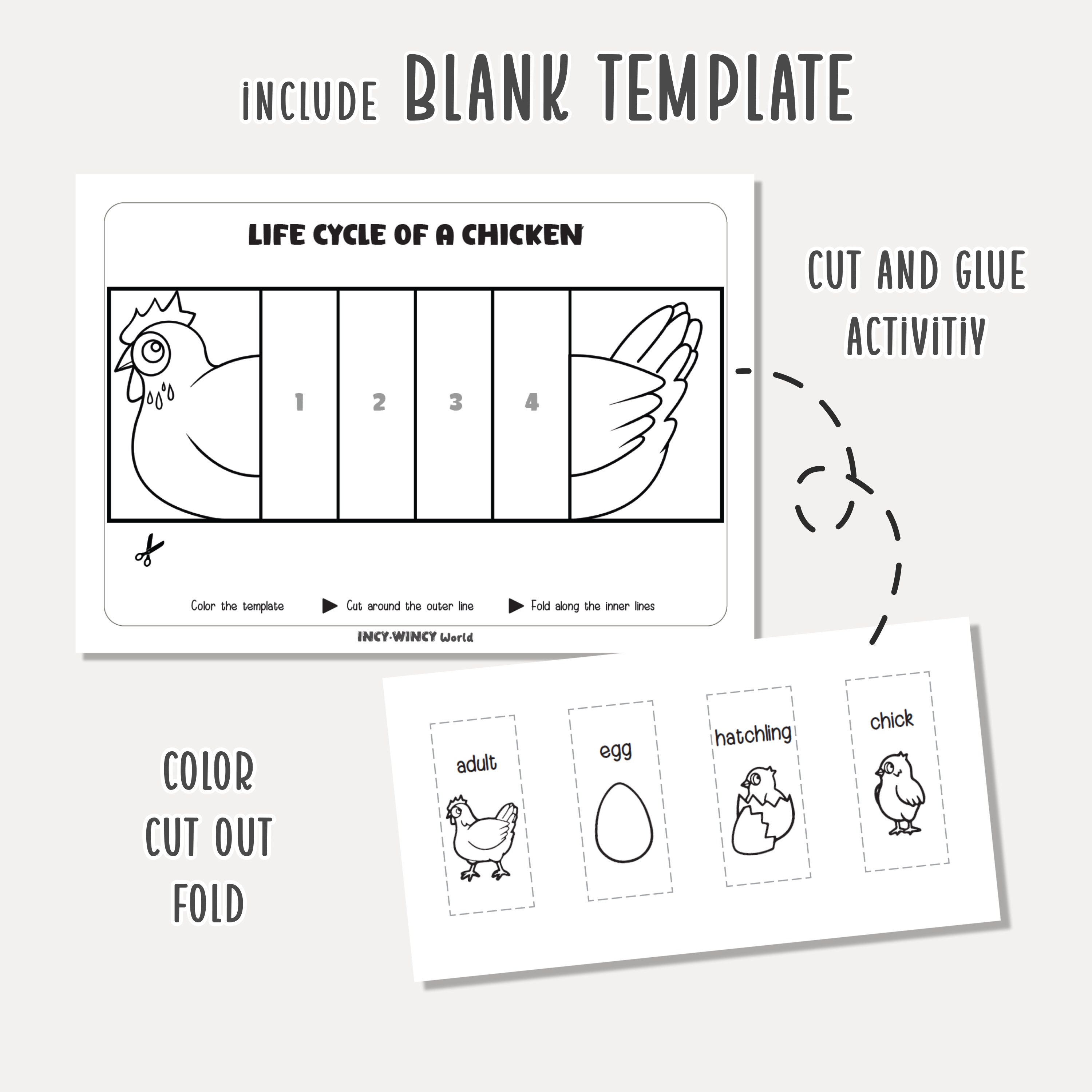 Bird Life Cycle Foldable | Bundle Life Cycle | Chicken Turkey Eagle ...