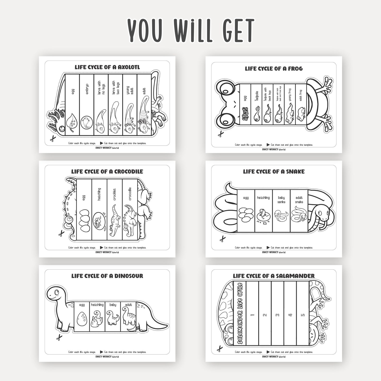 Amphibian & Reptile Life Cycle Foldable | Bundle Life Cycle | Dinosaur ...