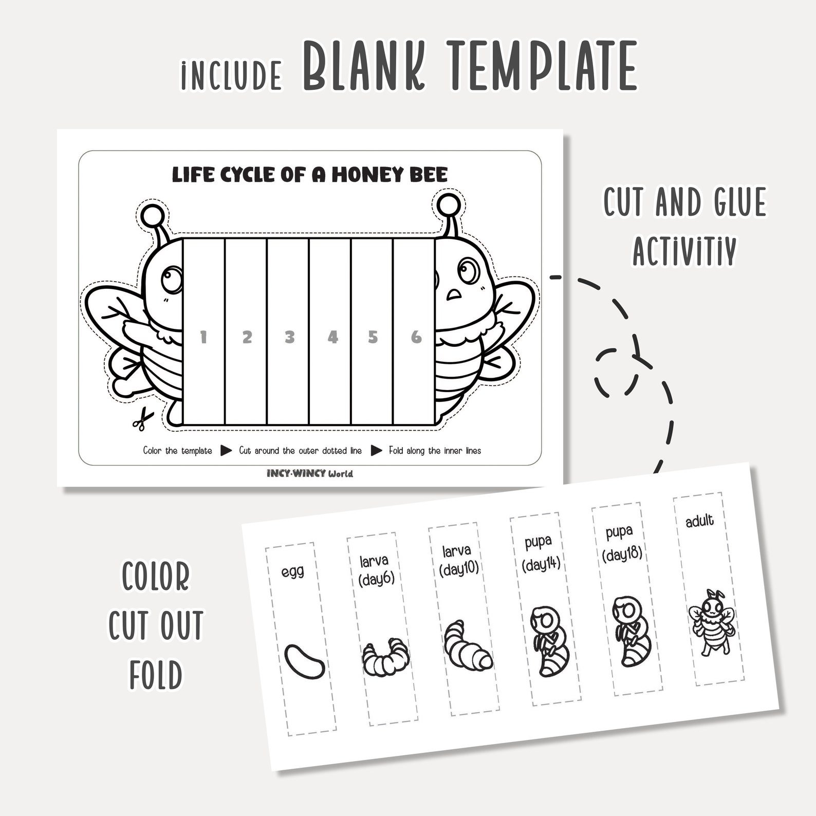 Insect Life Cycle Foldable | Bundle Life Cycle | Butterfly Beetle Bee ...
