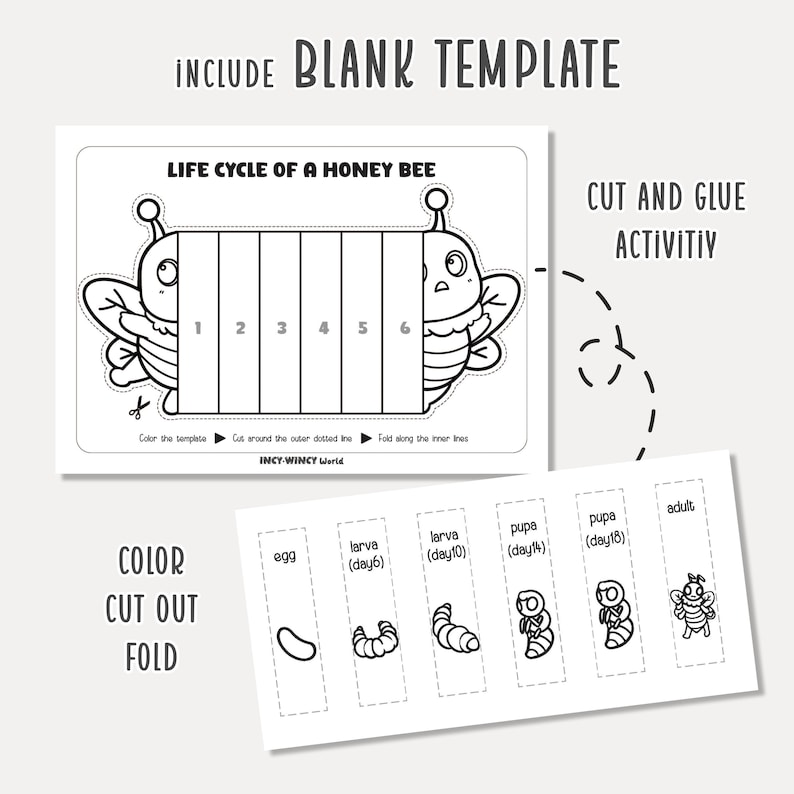 Insect Life Cycle Foldable | Bundle Life Cycle | Butterfly Beetle Bee ...