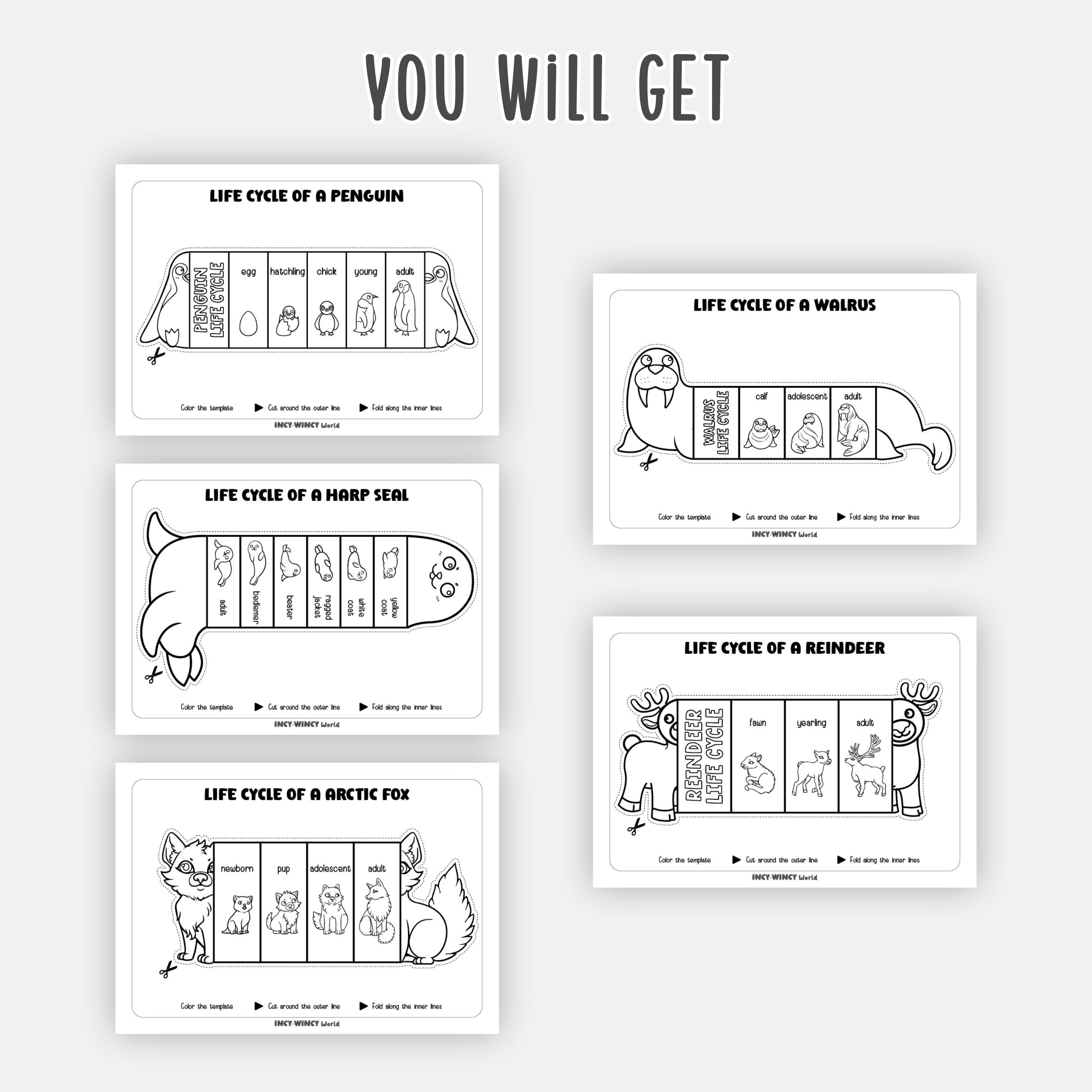 Arctic Animals Life Cycle Foldable | Bundle Life Cycle | Penguin Harp ...