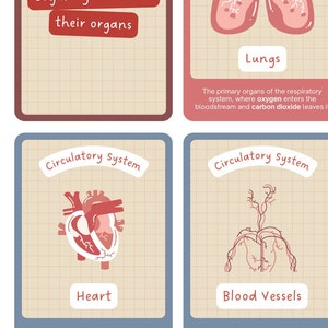 Digital Organ Flashcards - Etsy