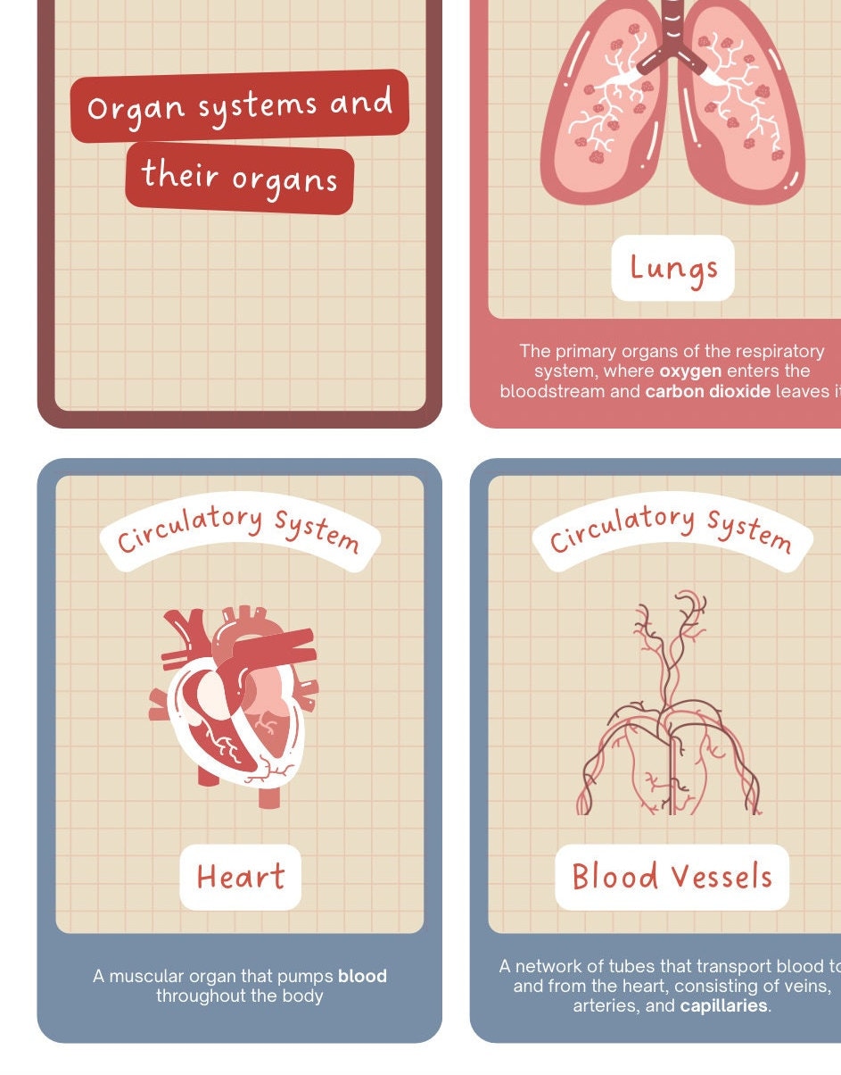 Digital Organ Flashcards - Etsy