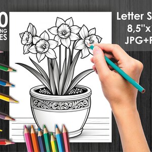 Daffodil Flowers Coloring Book – 150 Daffodil Flowers Coloring Pages ...