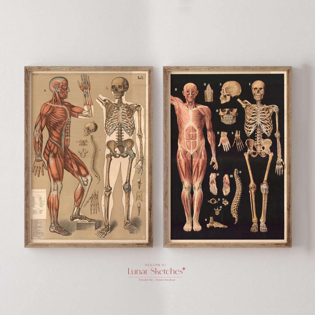 Muscle Anatomy Posters Human Skeleton & Muscle Chart Prints Doctor ...