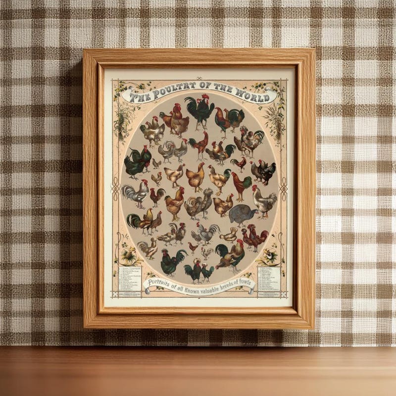 Chicken Breeds Poster - Etsy