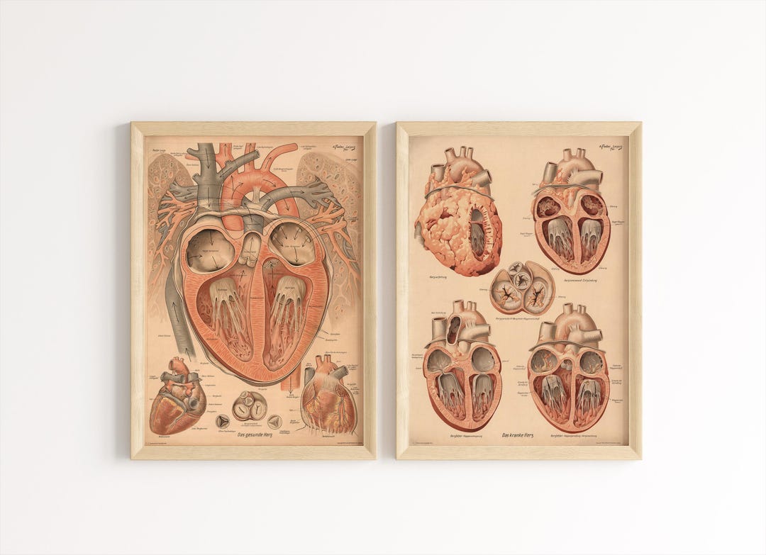 Anatomy of the Heart Posters Chart Prints Doctor Office Gift Medical ...