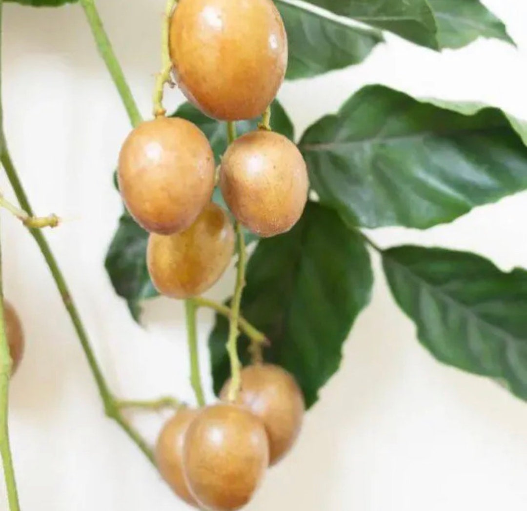 Wampee Tree Clausena Lansium Tropical Seedling Wampi Fruit Tree 6” - 8 ...